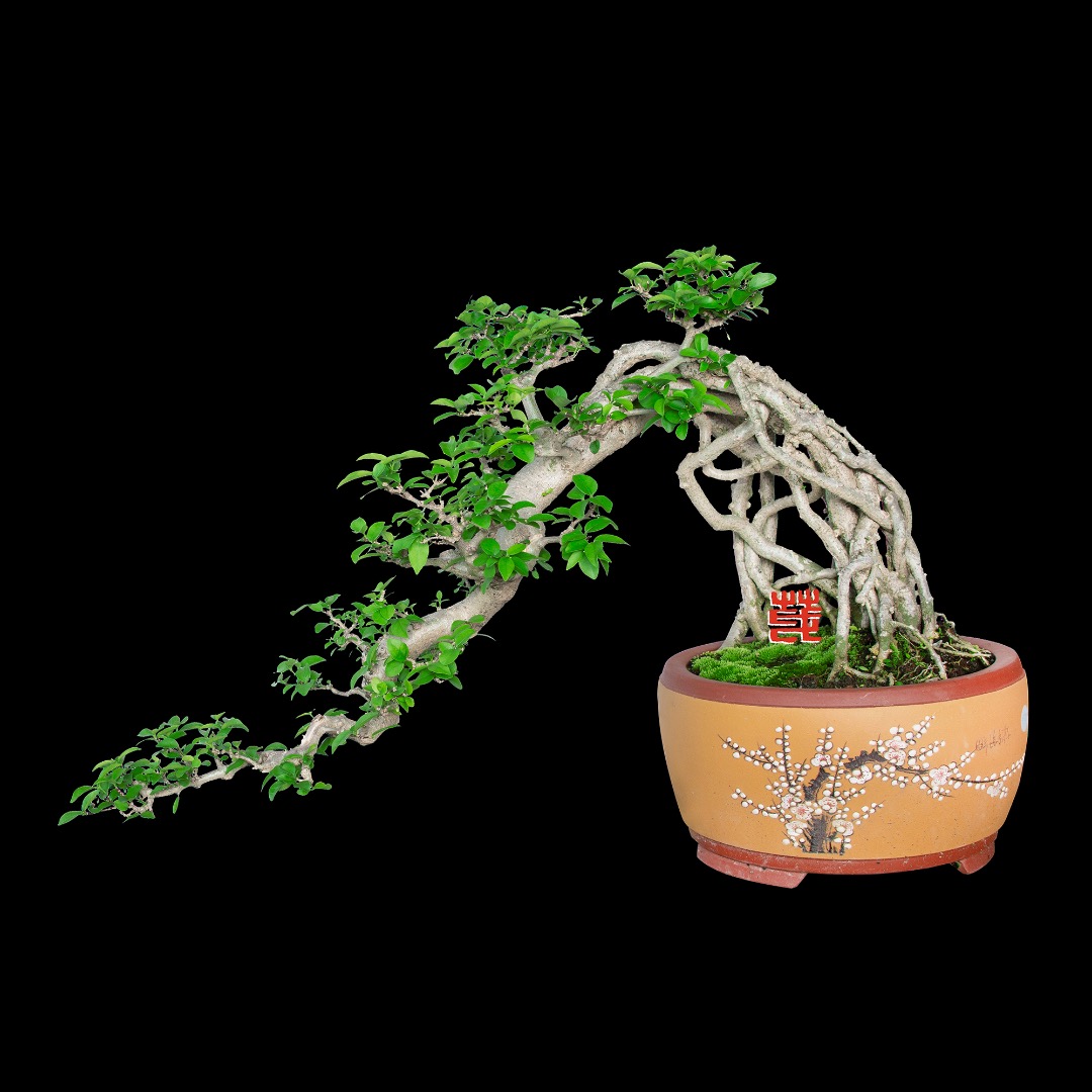 Bonsai 70cm Shui Mei Water Jasmine Wrightia Religiosa, Furniture & Home ...
