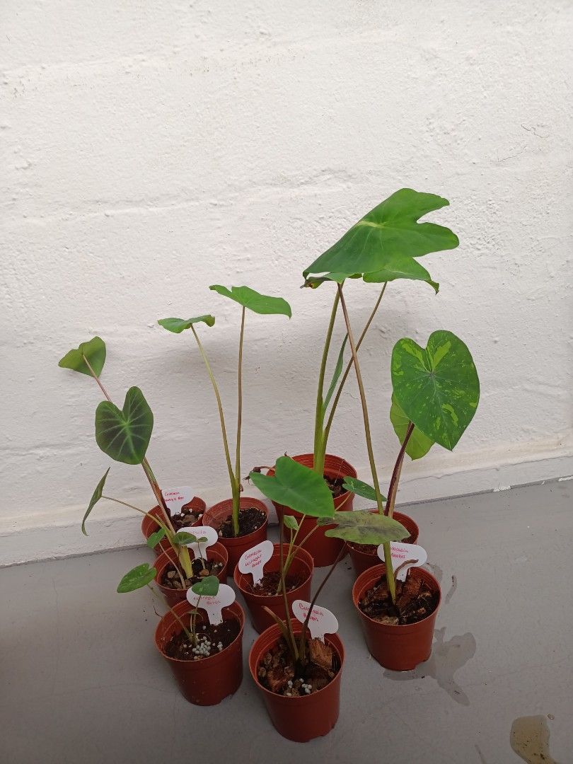 Colocasia coffee cup / Colocasia nebula / Colocasia black magic ...