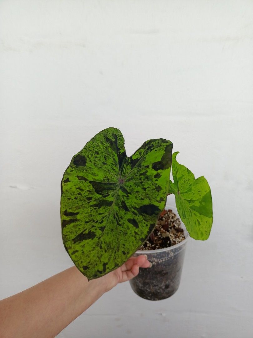 Colocasia coffee cup / Colocasia nebula / Colocasia black magic ...