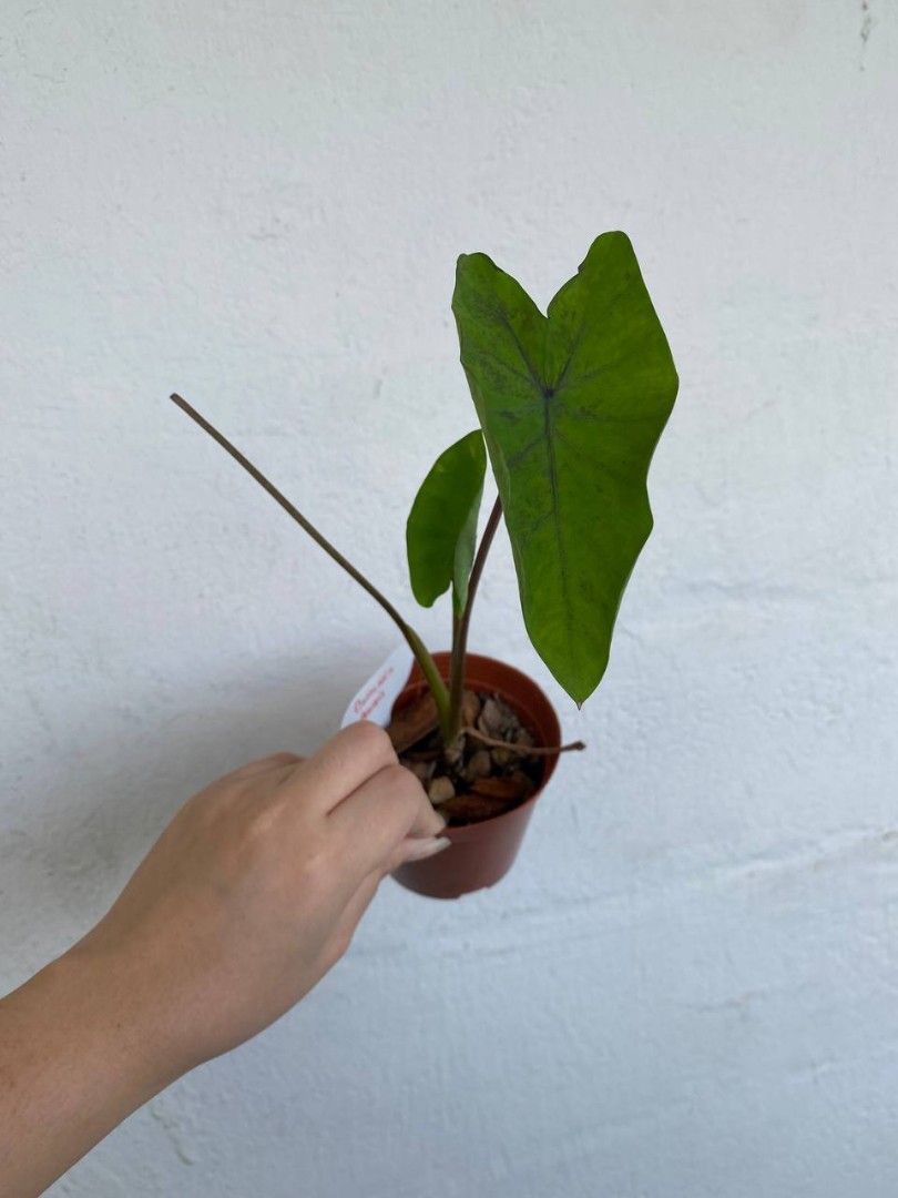 Colocasia coffee cup / Colocasia nebula / Colocasia black magic ...