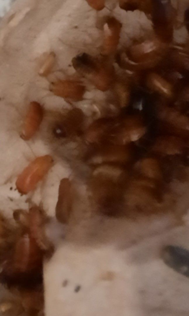 Red Runner roach, Pet Supplies, Pet Food on Carousell