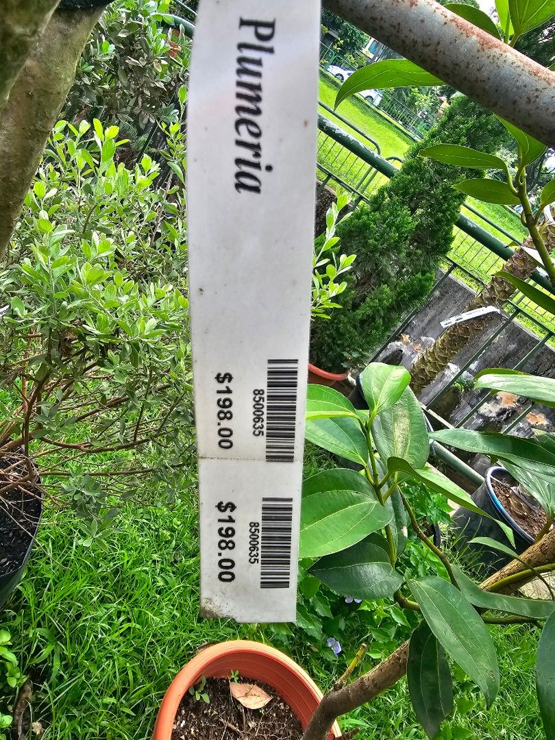 Frangipani tree 1.7m, Furniture & Home Living, Gardening, Plants ...