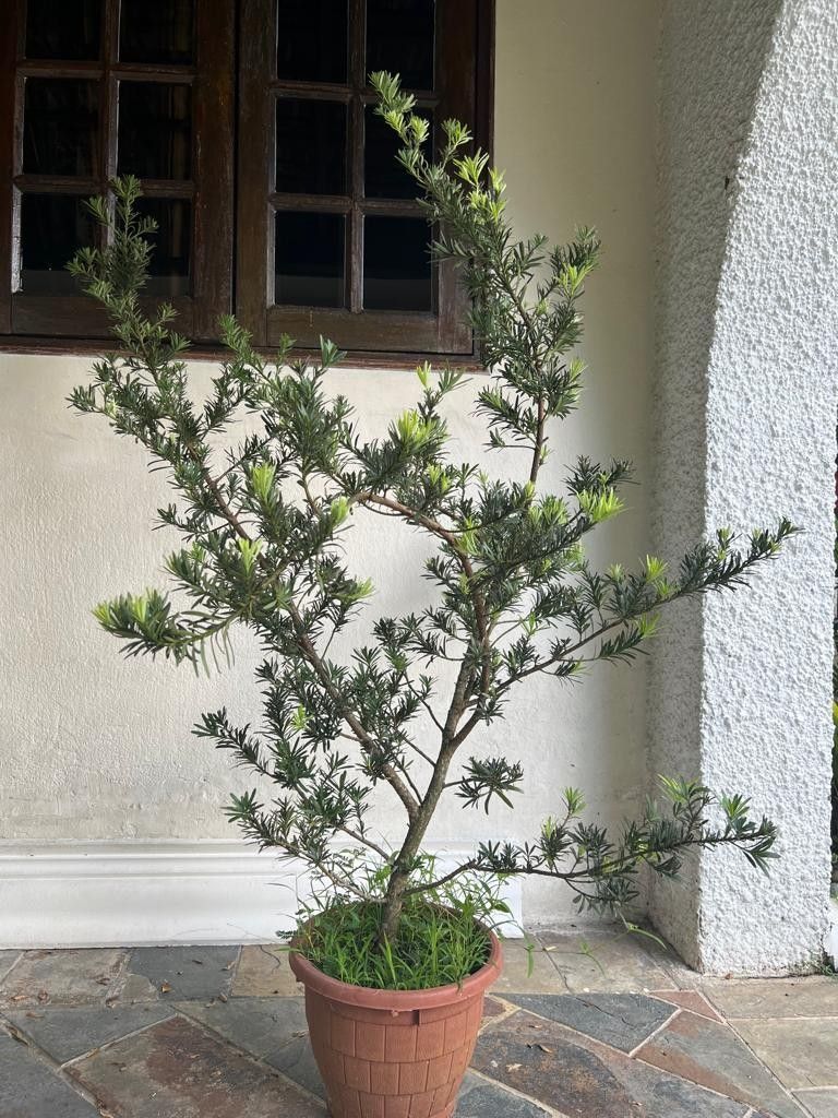 LOU HAN SONG, Furniture & Home Living, Gardening, Plants & Seeds on ...