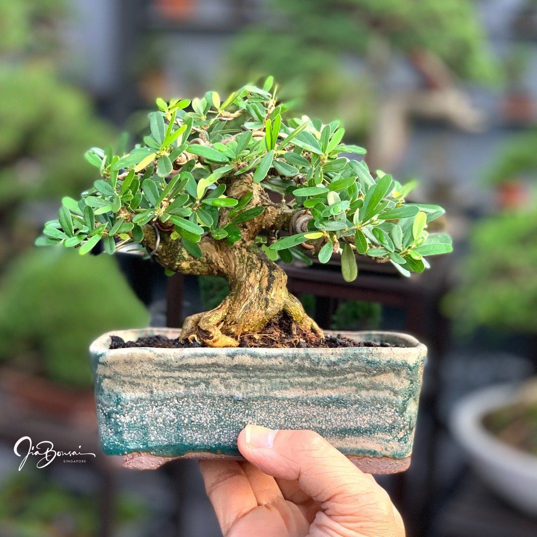 Mame Flowering Linh Sam bonsai, Furniture & Home Living, Gardening ...