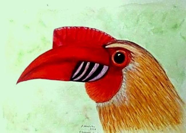 PHILIPPINES - CAGAYAN DE ORO - HORNBILL - Bird - Original Watercolor ...
