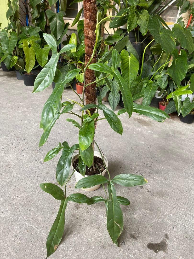 Philodendron 69686 (trailing, 3 stems), Furniture & Home Living ...