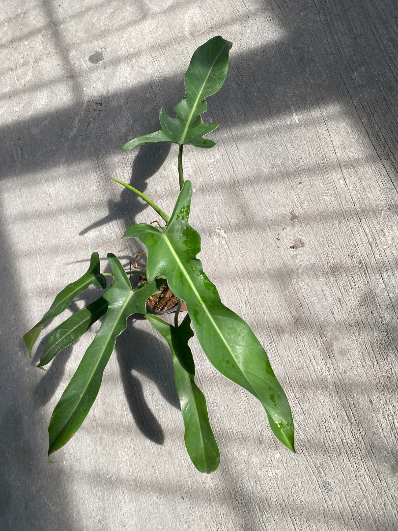 Philodendron jerry horne, Furniture & Home Living, Gardening, Plants ...