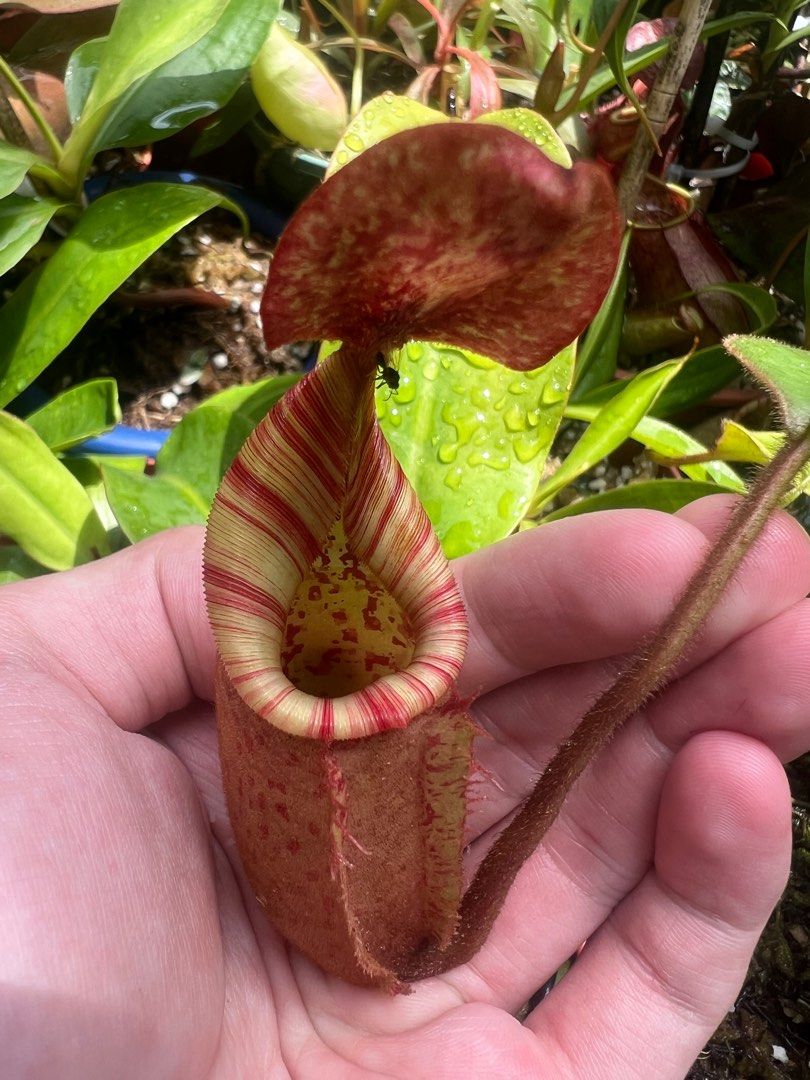 Pitcher plant, Furniture & Home Living, Gardening, Plants & Seeds on ...