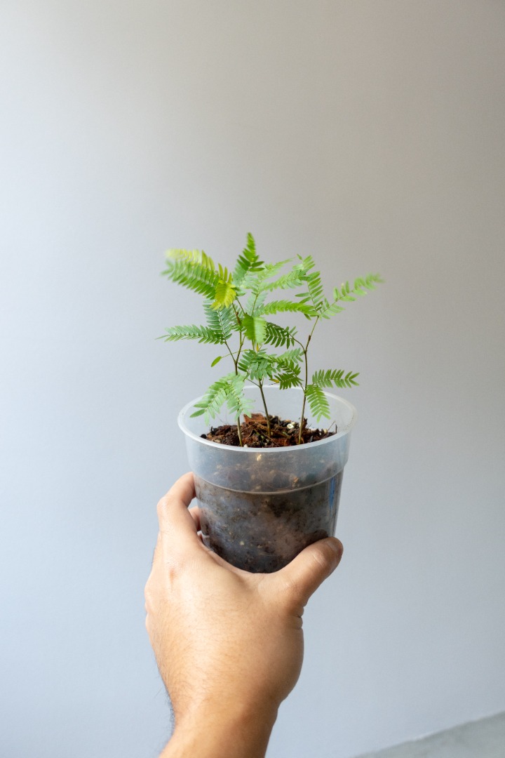 Pithecellobium confertum / Japan Everfresh Tree (Pot A), Furniture ...