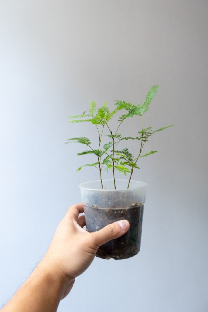 Pithecellobium confertum / Japan Everfresh Tree (Pot B), Furniture ...