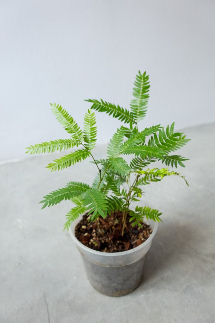 Pithecellobium confertum / Japan Everfresh Tree (Pot B), Furniture ...
