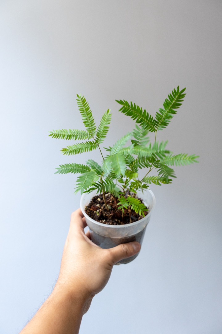 Pithecellobium confertum / Japan Everfresh Tree (Pot B), Furniture ...