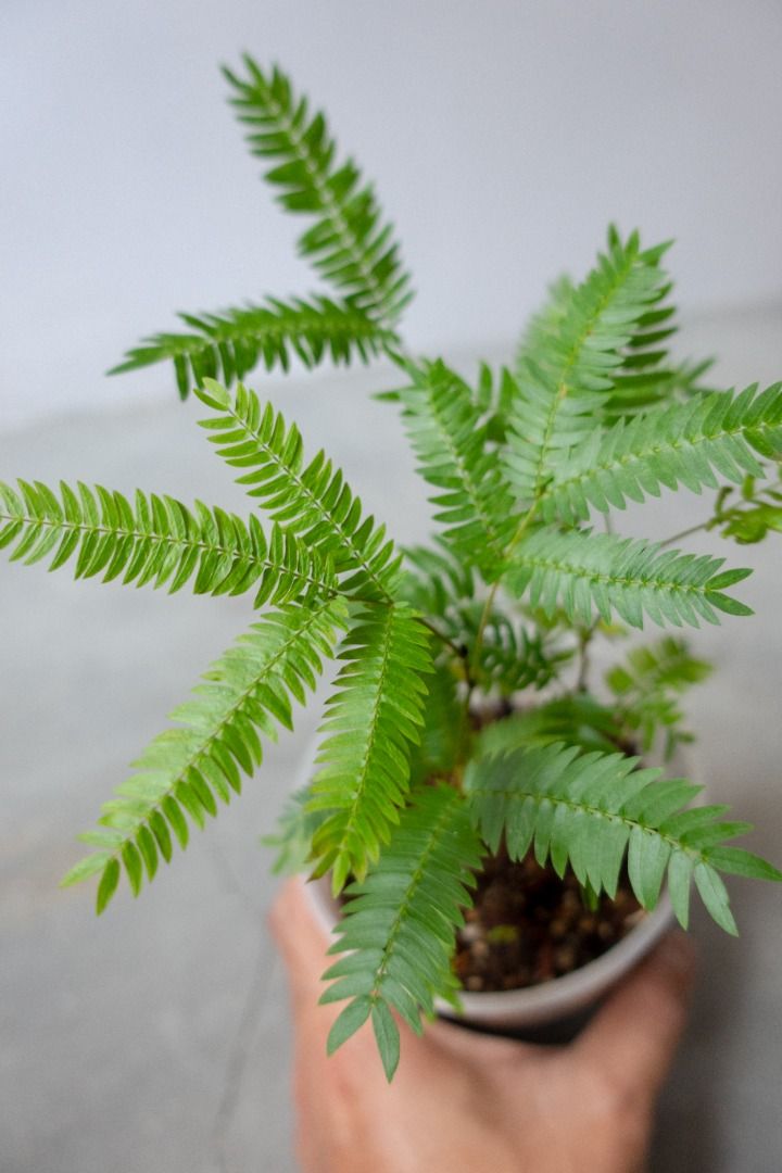 Pithecellobium confertum / Japan Everfresh Tree (Pot B), Furniture ...