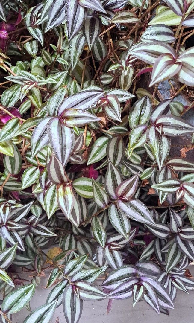 purple color plant, Furniture & Home Living, Gardening, Plants & Seeds ...