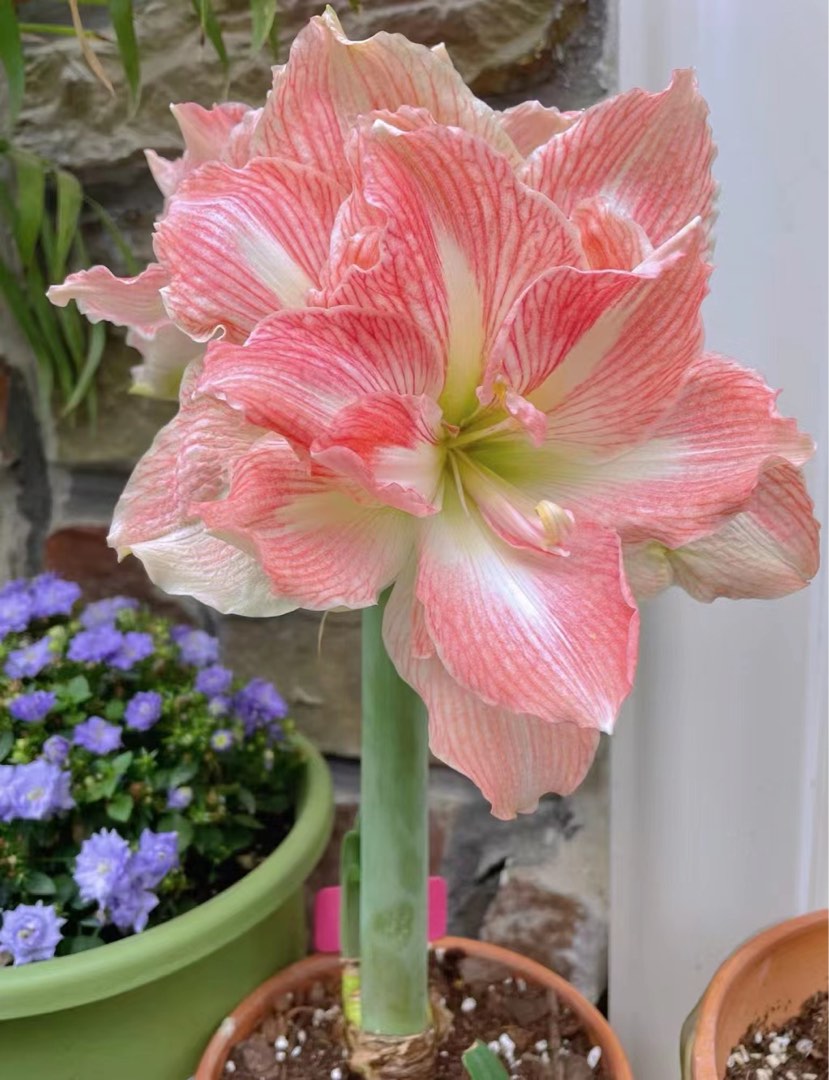 Rare Amaryllis live plant “Pretty Nymph”, Furniture & Home Living ...