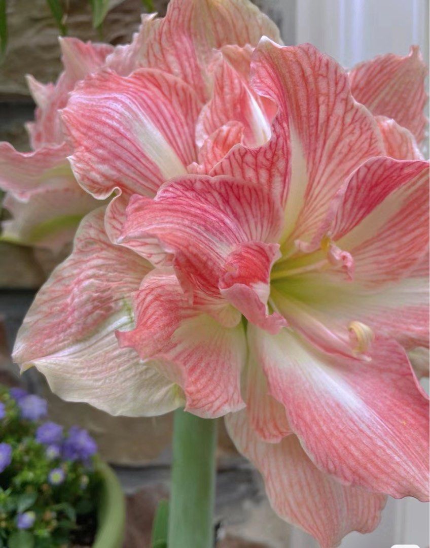 Rare Amaryllis live plant “Pretty Nymph”, Furniture & Home Living ...