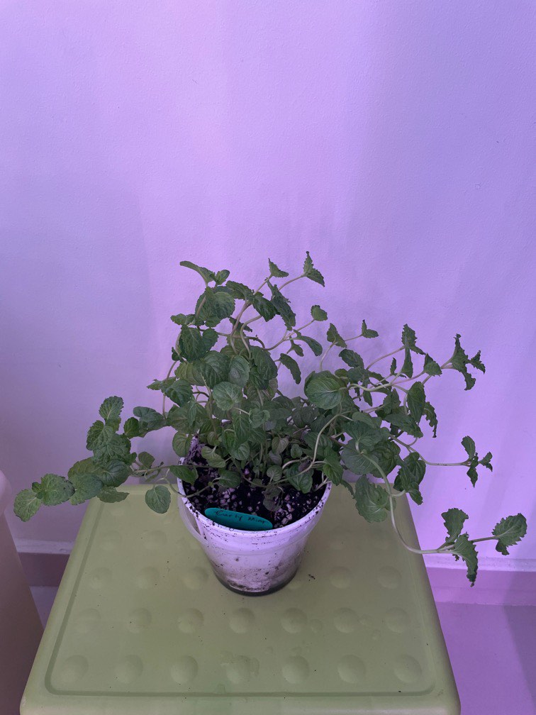 Curly Mint, Furniture & Home Living, Gardening, Plants & Seeds on Carousell