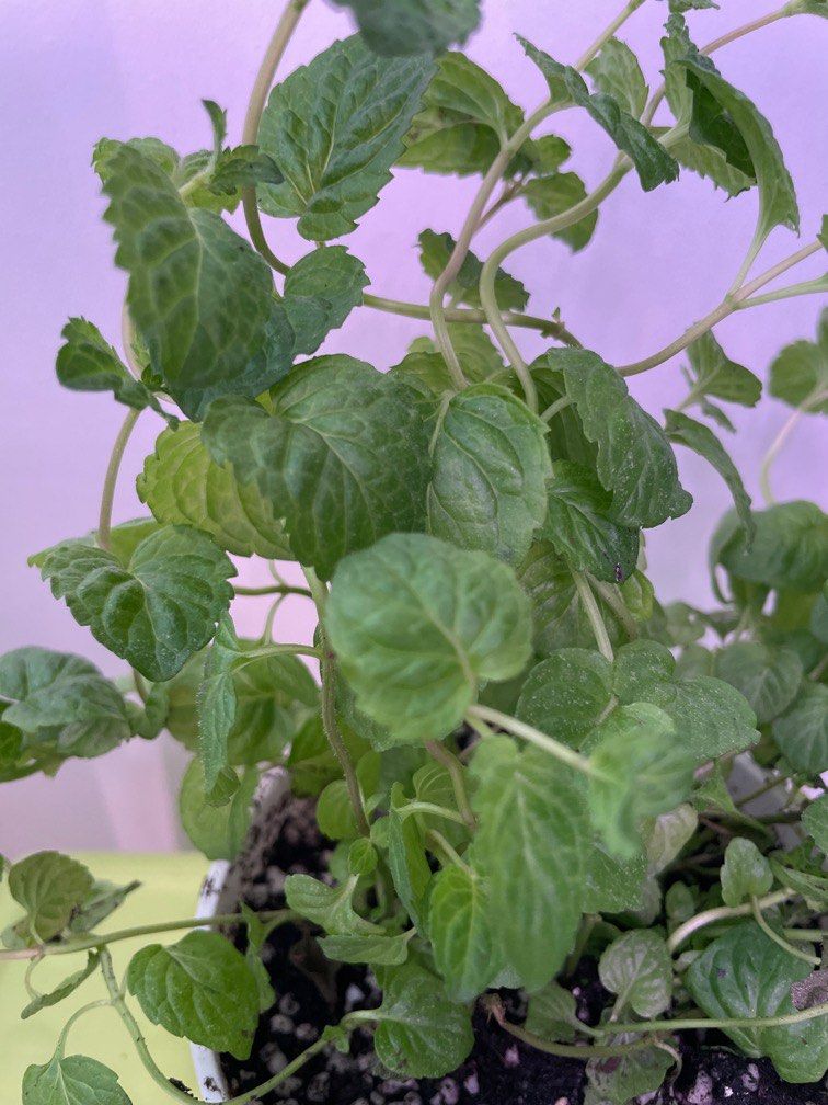 Curly Mint, Furniture & Home Living, Gardening, Plants & Seeds on Carousell