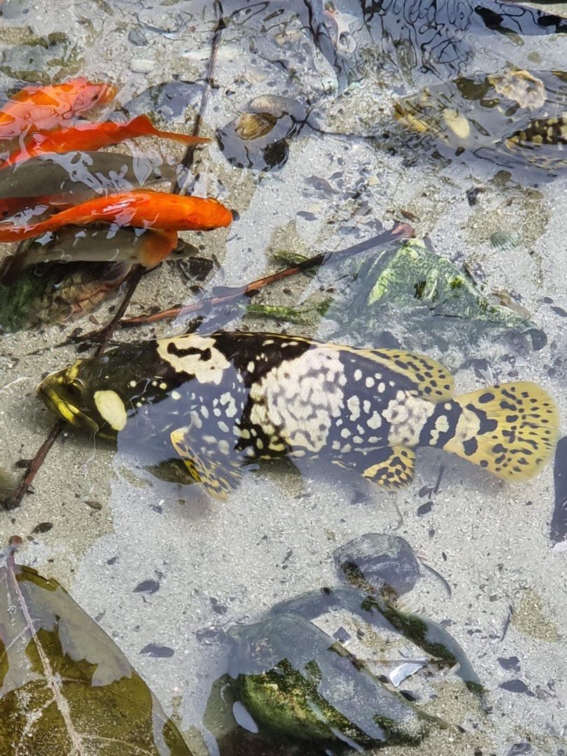 Fresh Medium Bumblebee Grouper, Food & Drinks, Fresh Produce on Carousell