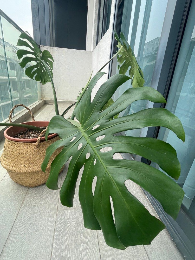 Monstera Deliciosa with bamboo basket, Furniture & Home Living, Gardening, Plants & Seeds on ...