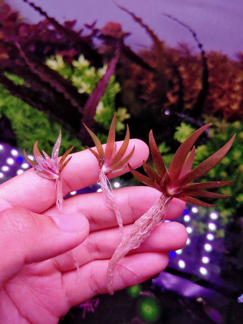 Xyris sp red, Furniture & Home Living, Gardening, Plants & Seeds on ...