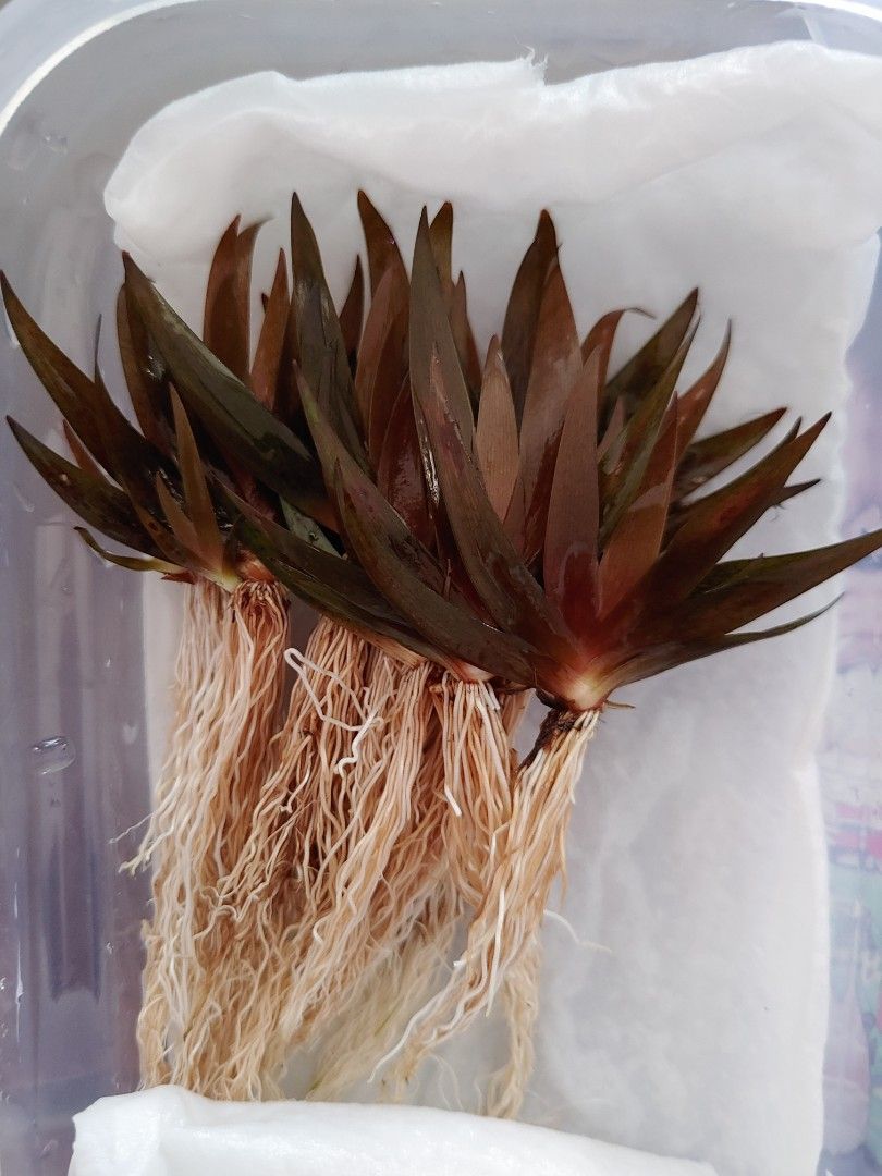 Xyris sp red, Furniture & Home Living, Gardening, Plants & Seeds on ...