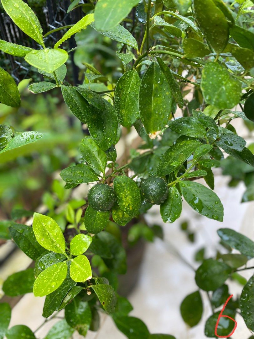 Big Mature fruiting Calamansi tree, Furniture & Home Living, Gardening ...