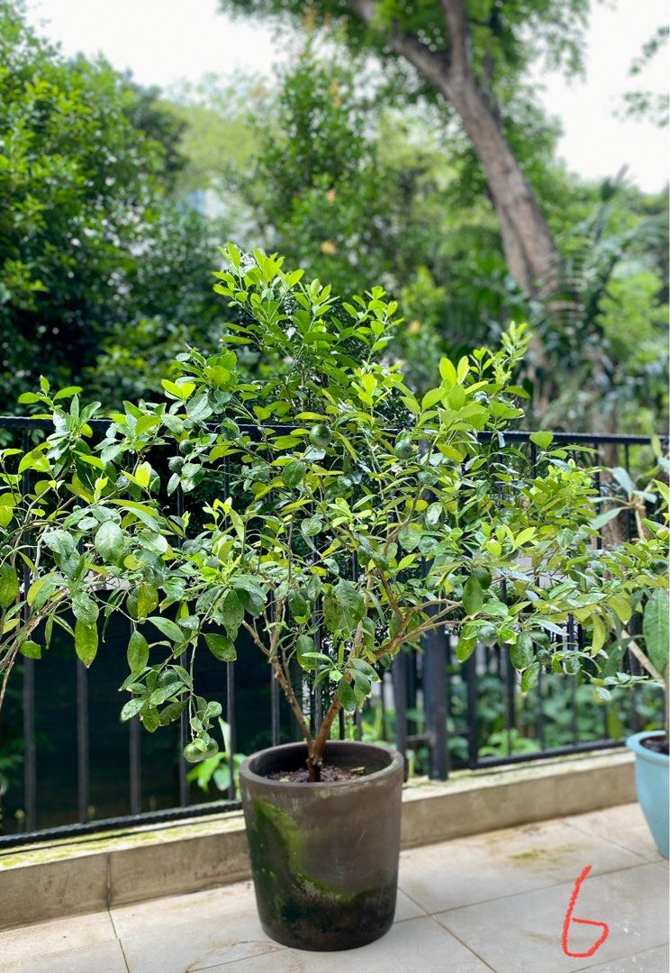 Big Mature fruiting Calamansi tree, Furniture & Home Living, Gardening ...