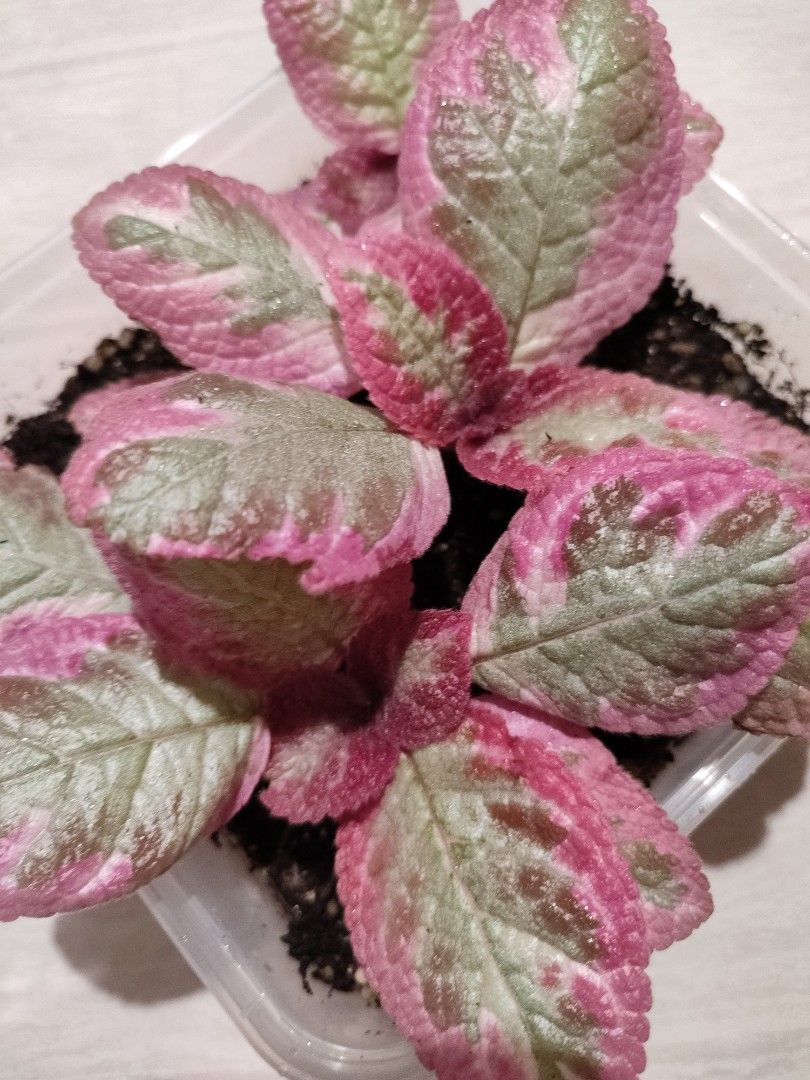 Episcia Cleopatra, Furniture & Home Living, Gardening, Plants & Seeds ...
