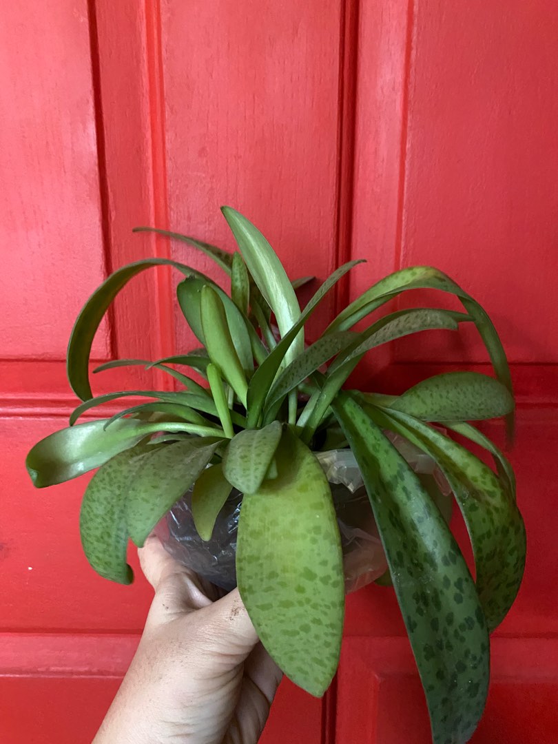 Forever Rich Plants on Carousell Forever Rich Plants on Carousell