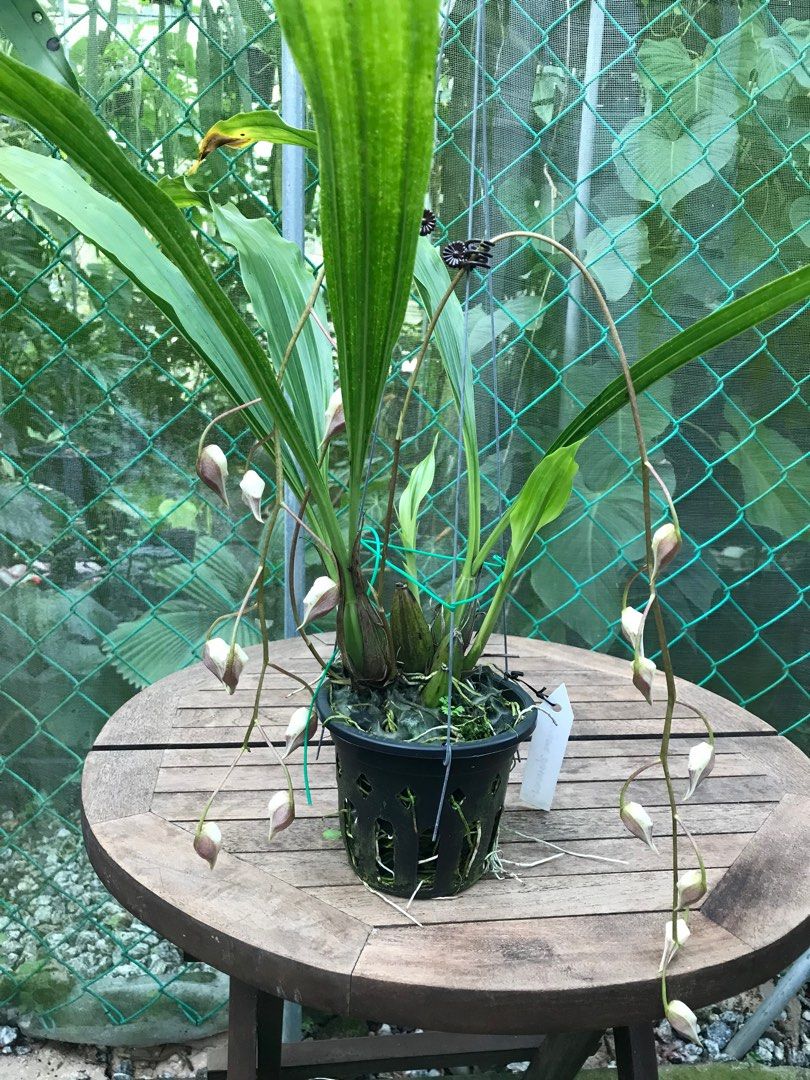 Gongora Chocoensis, Furniture & Home Living, Gardening, Plants & Seeds ...