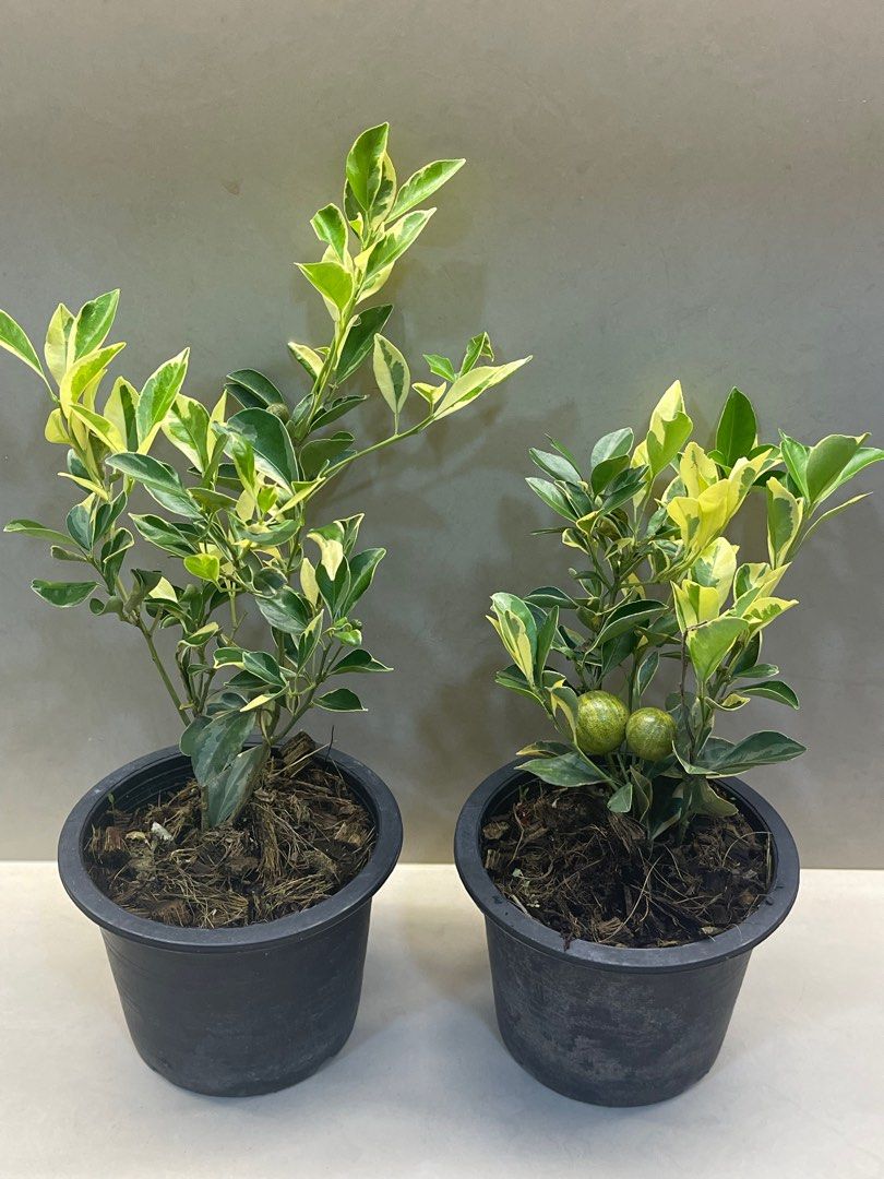 Lime Aurea Variegated, Furniture & Home Living, Gardening, Plants ...