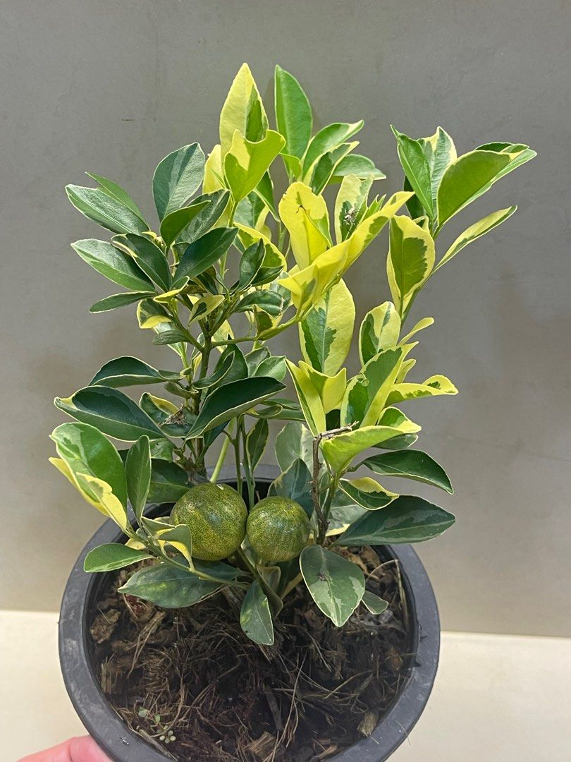 Lime Aurea Variegated, Furniture & Home Living, Gardening, Plants ...