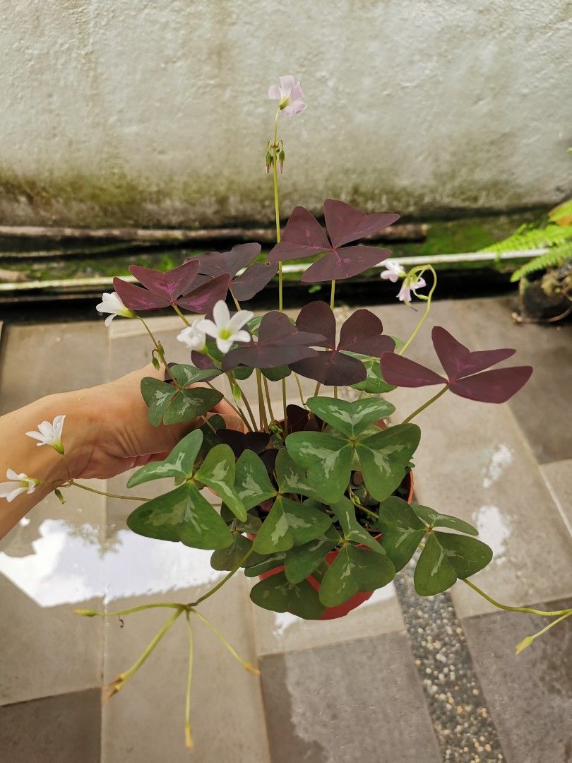 Oxalis triangularis Purple & Green Silver, Furniture & Home Living ...