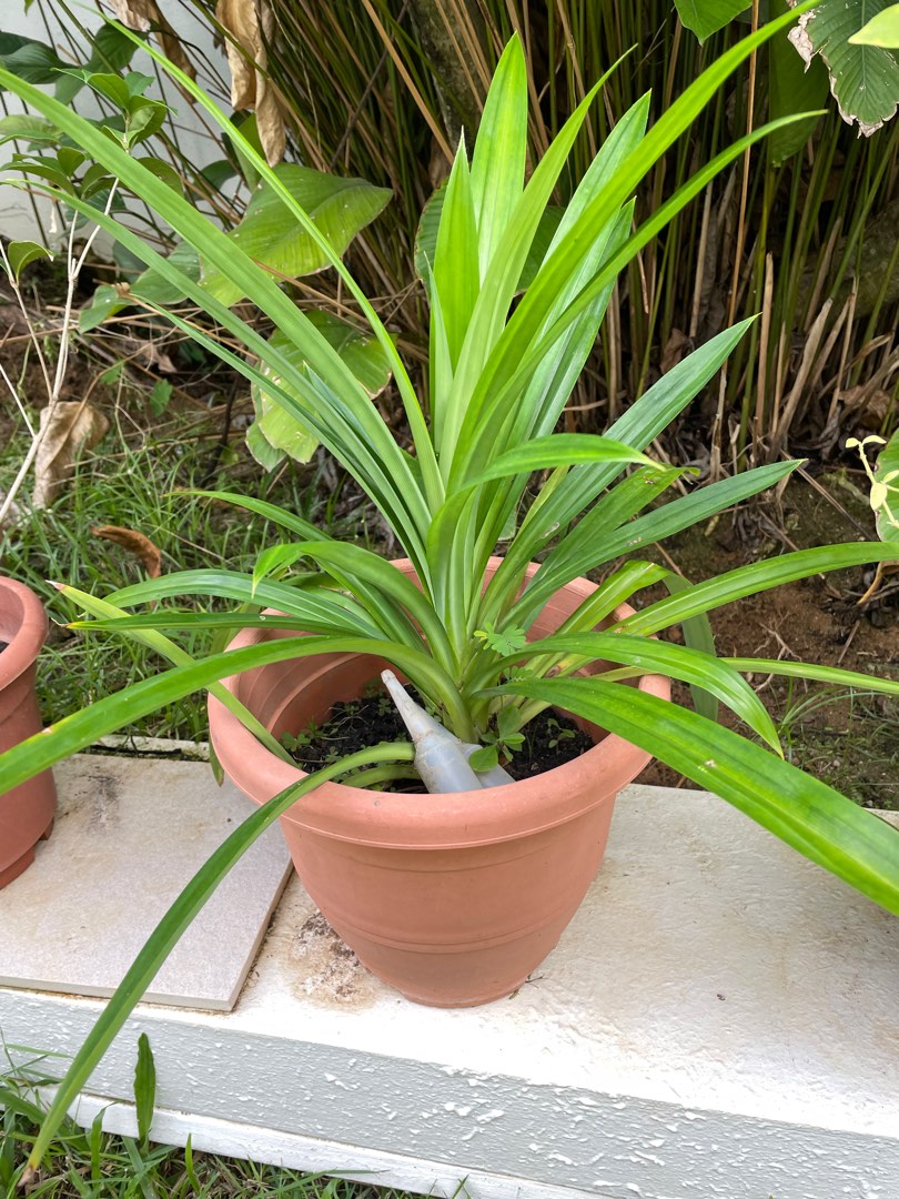 pandan leave, Furniture & Home Living, Gardening, Plants & Seeds on ...