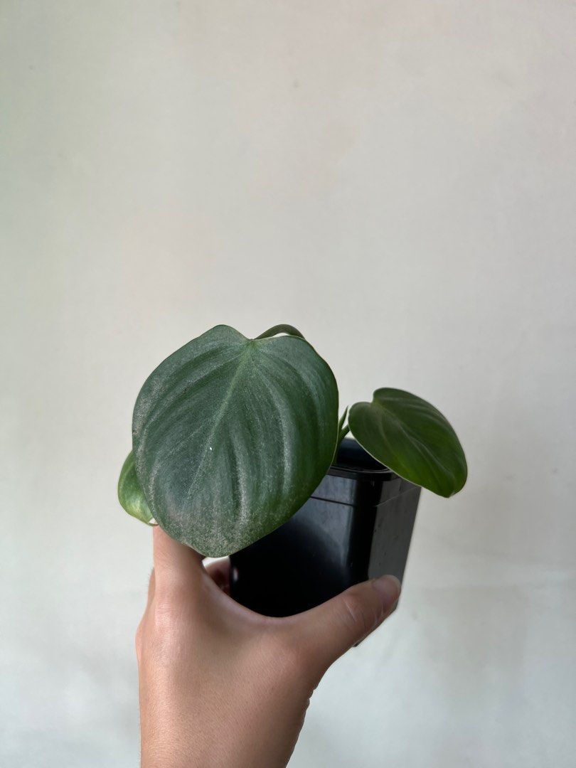 Philodendron Eximium, Furniture & Home Living, Gardening, Plants ...