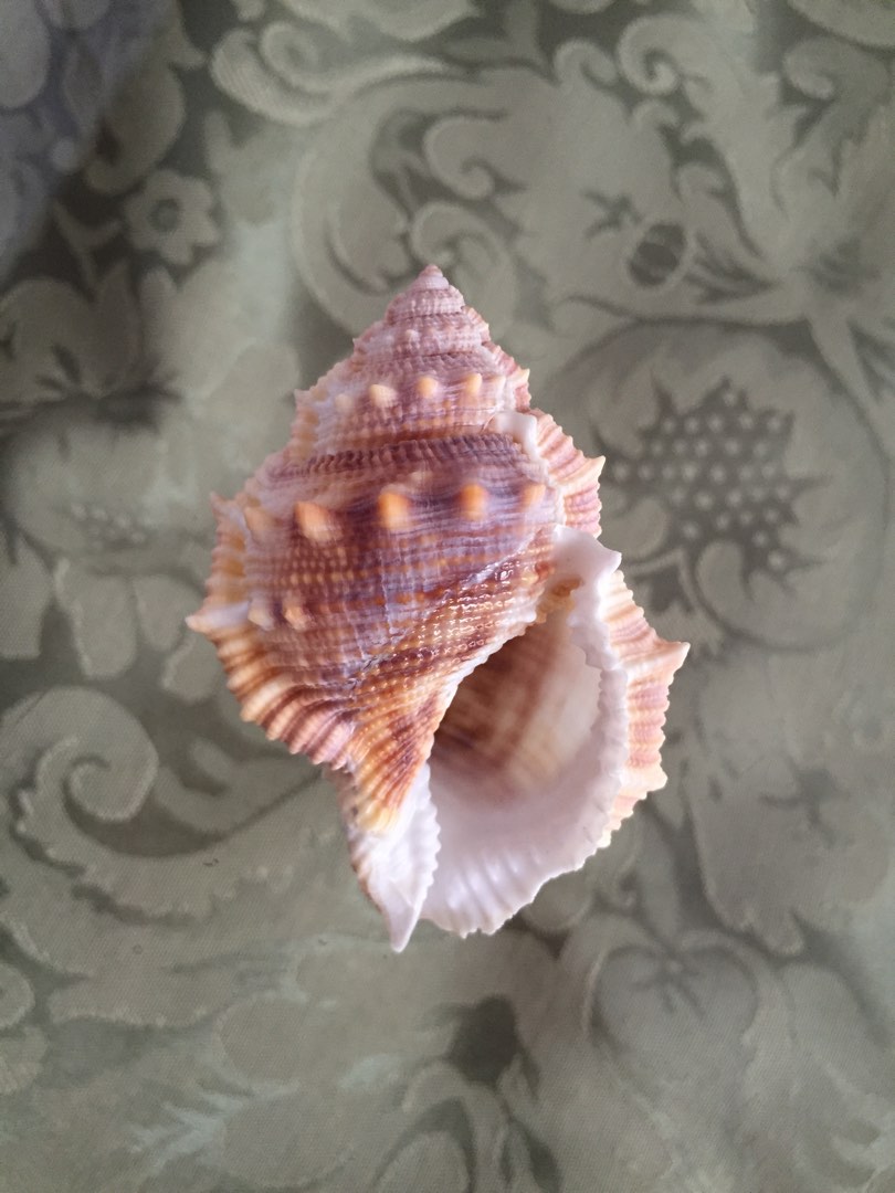 Seashell - Frog seashell, Furniture & Home Living, Home Decor, Other ...