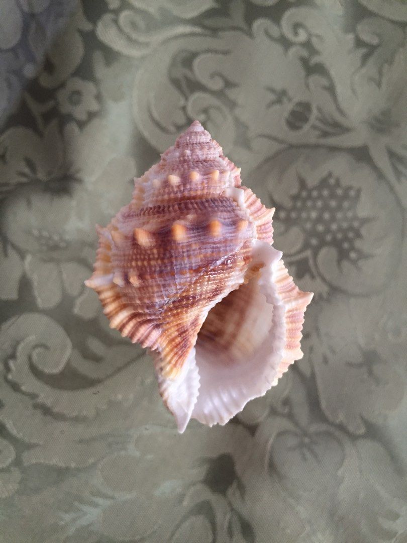 Seashell - Frog seashell, Furniture & Home Living, Home Decor, Other ...