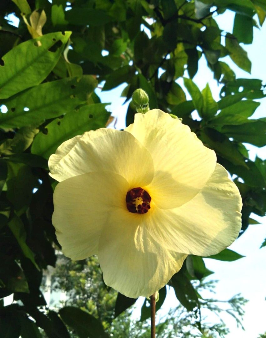 Seeds of Sunset Hibiscus. (50 seeds)$3., Furniture & Home Living, Gardening, Plants & Seeds on ...