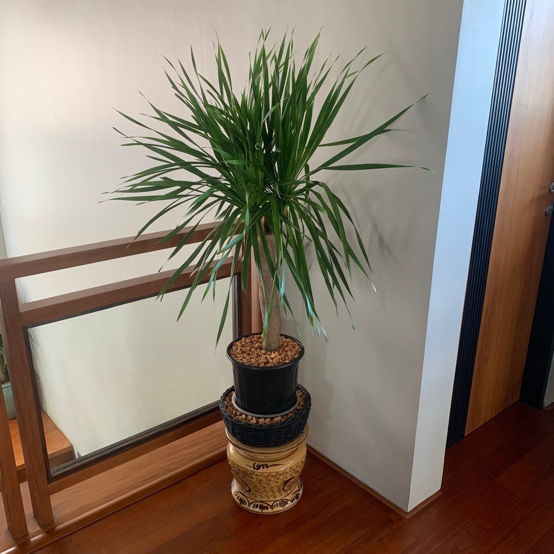 Yuca Plant, Furniture & Home Living, Gardening, Plants & Seeds on Carousell