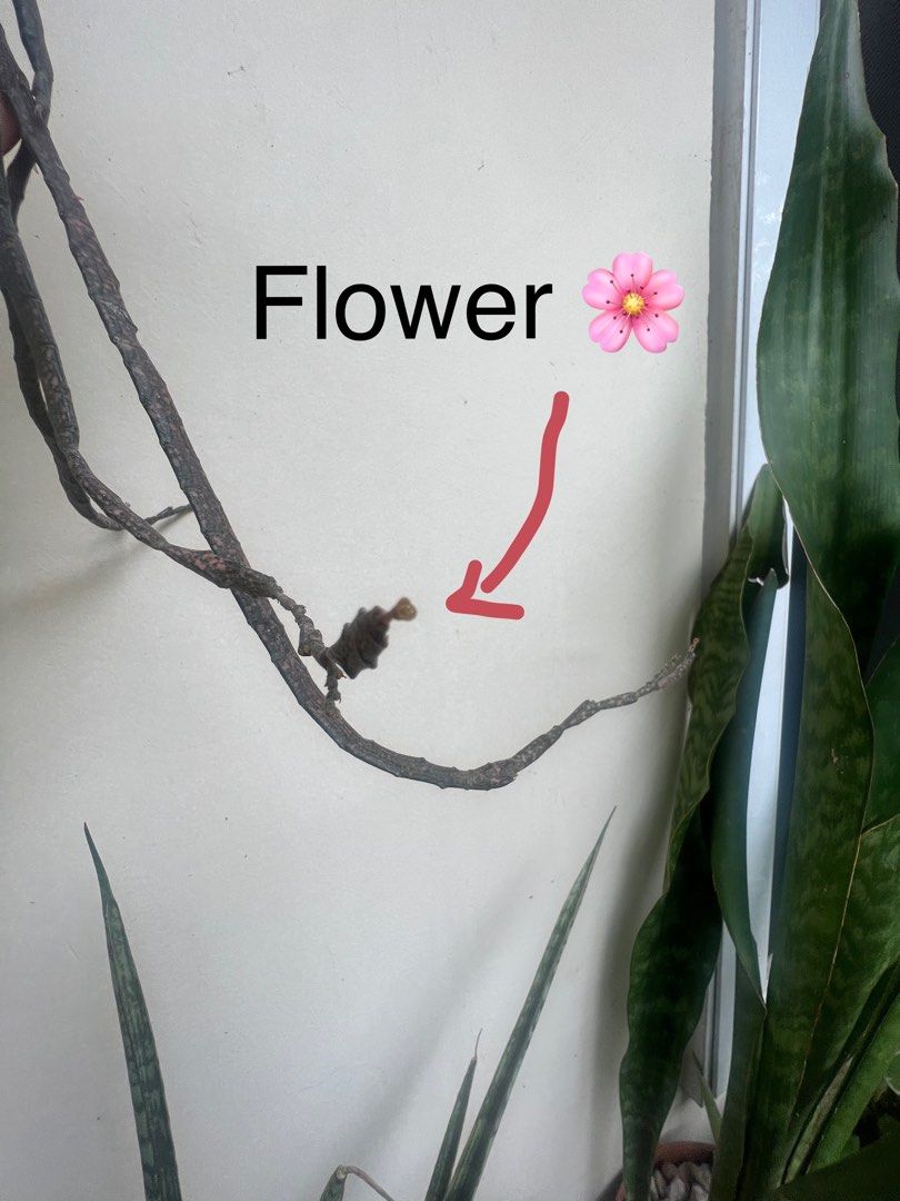 Euphorbia Platyclada/Dead Plant/Dead Stick Plant, Furniture & Home ...