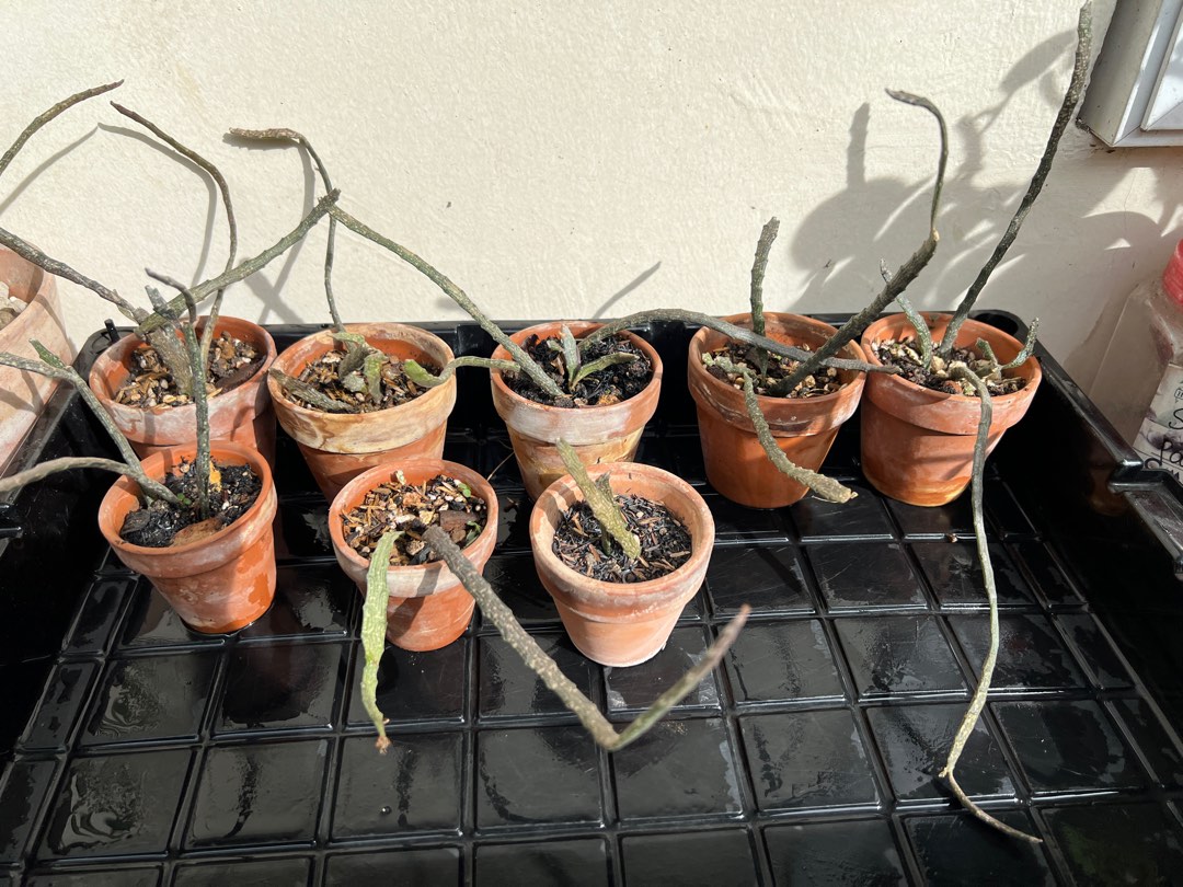 Euphorbia Platyclada/Dead Plant/Dead Stick Plant, Furniture & Home ...