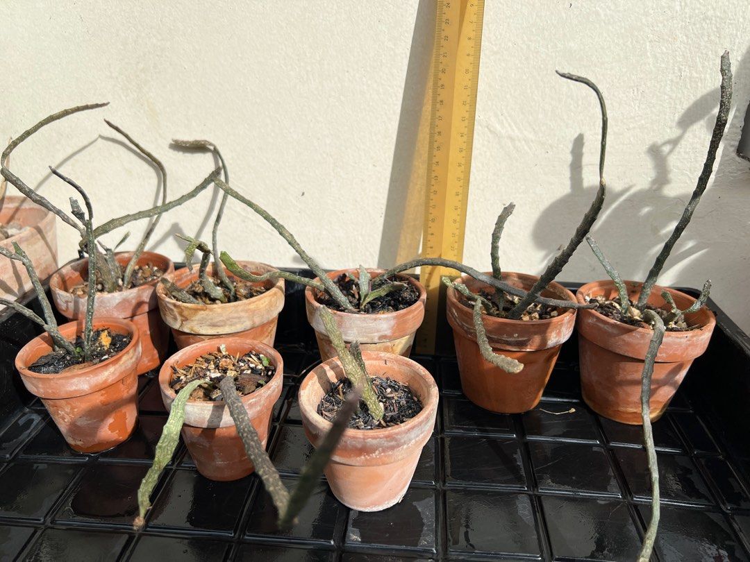 Euphorbia Platyclada/Dead Plant/Dead Stick Plant, Furniture & Home ...