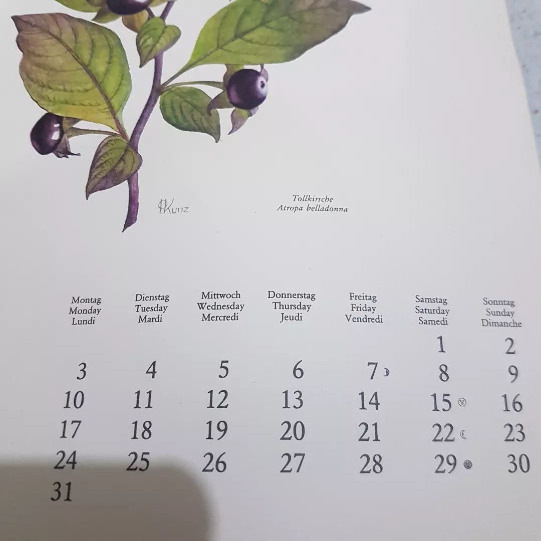 Kalender asli cetakan 1981 Jerman bulan Agustus 1981 gambar bunga ...