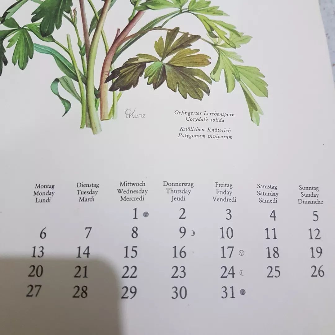 Kalender asli cetakan 1981 Jerman bulan Juli 1981 gambar bunga ...