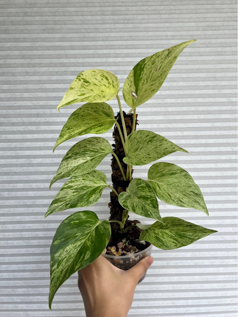 Marble Snow Queen Pothos/Money Plant, Furniture & Home Living ...