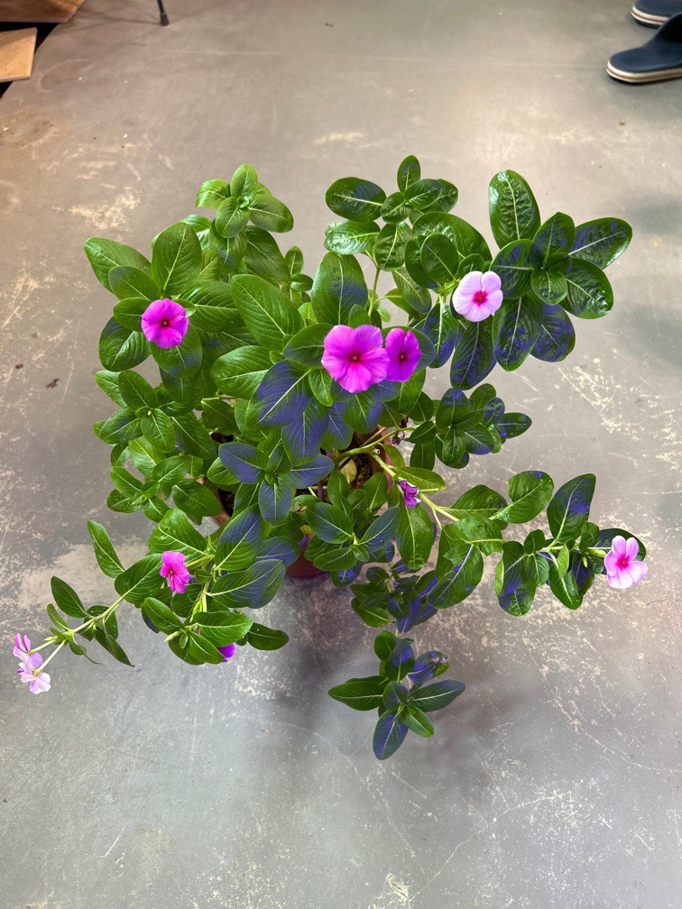 Periwinkle mix colours Flowering Plant, Furniture & Home Living ...
