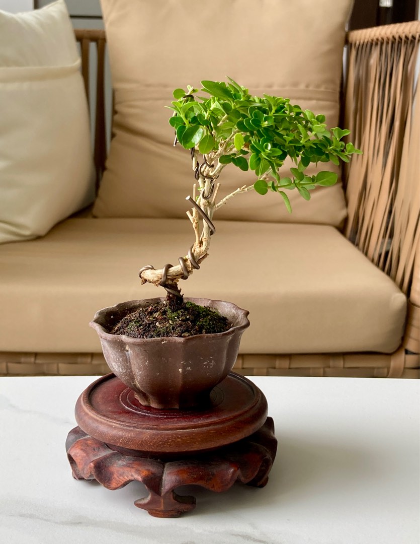 Premna Bonsai in Round Chinese Yixing Bonsai Pot, Furniture & Home ...