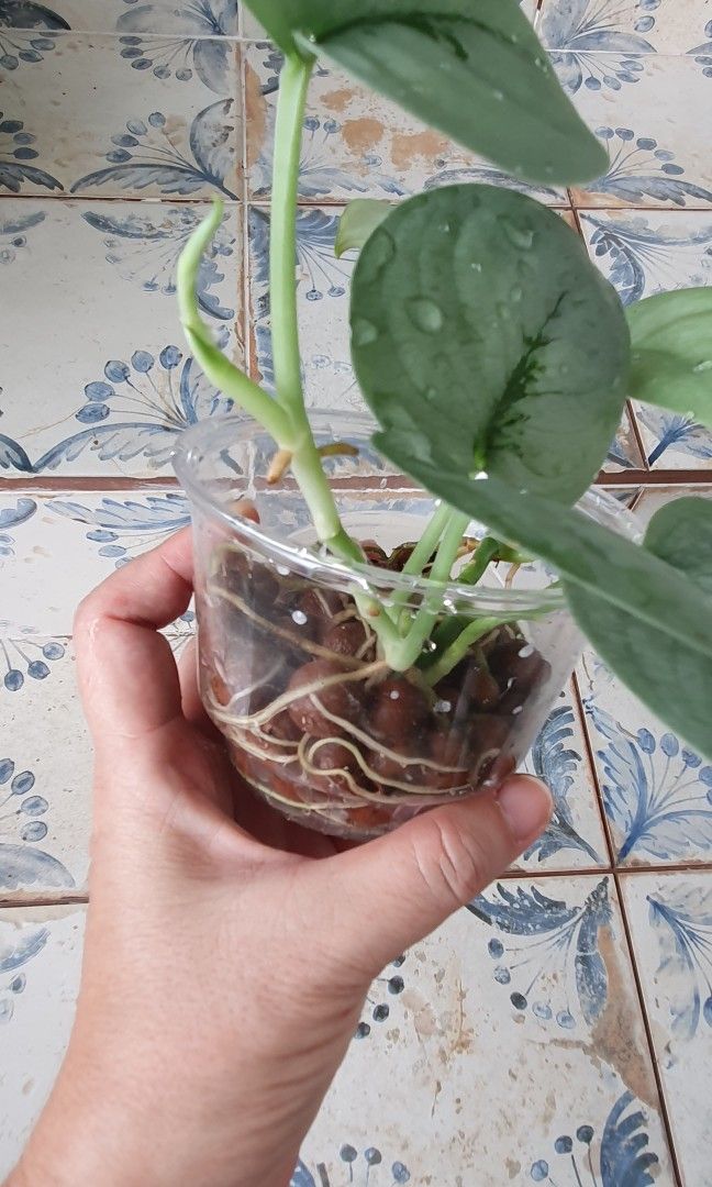 Scindapsus Platinum cuttings plant, Furniture & Home Living, Gardening ...