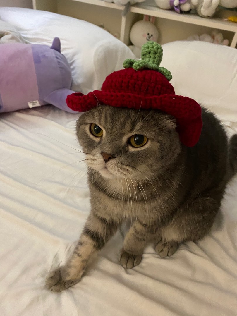 Tomato Cat Hat!!, Pet Supplies, Homes & Other Pet Accessories on Carousell